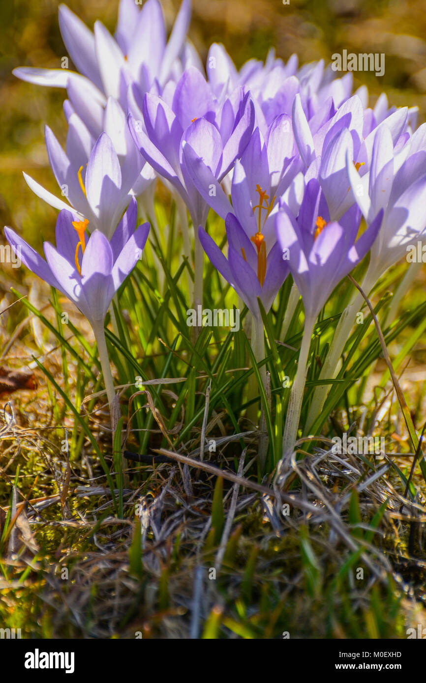Spring flowers crocuses growing in the country Stock Photo - Alamy