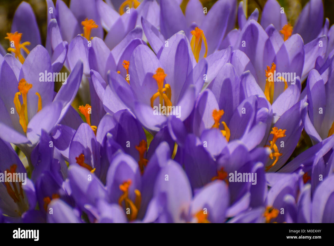 Spring flowers crocuses growing in the country Stock Photo - Alamy