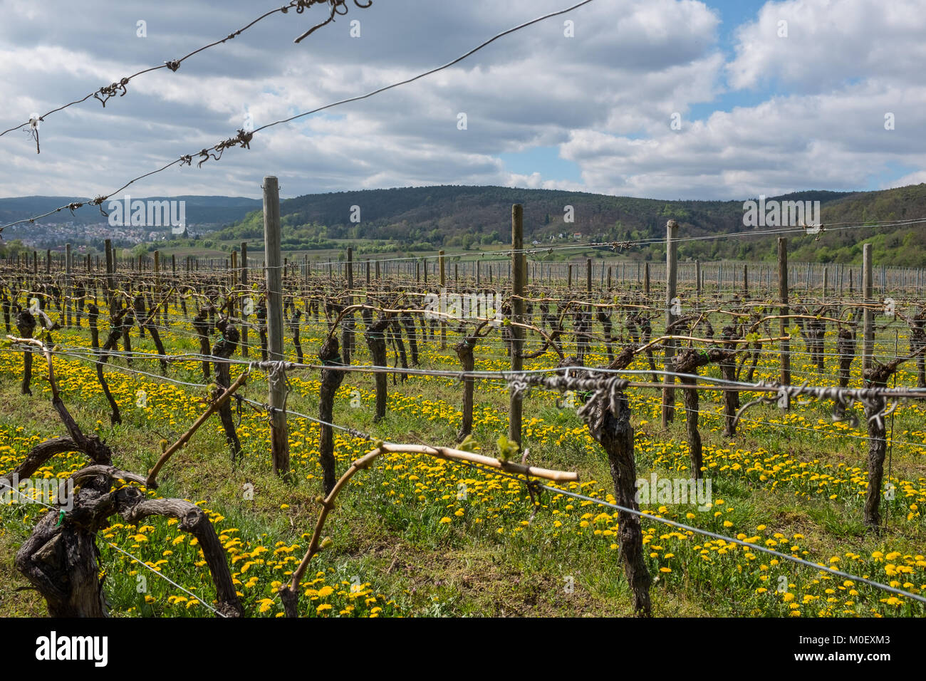 Vines growing in a vineyard, Germany Stock Photo - Alamy