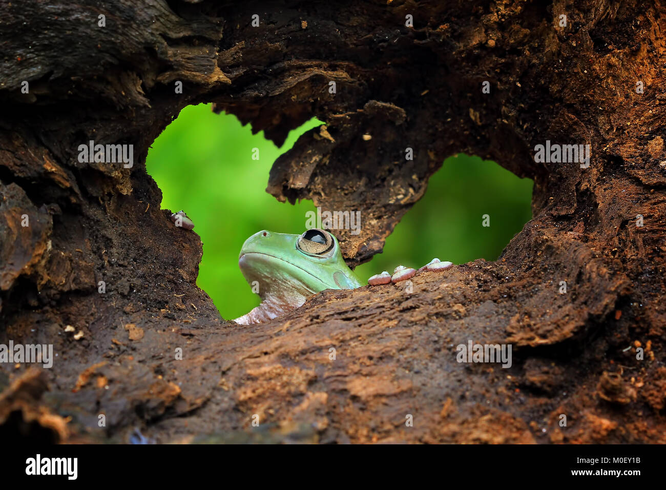 Tree hole frog hi-res stock photography and images - Alamy