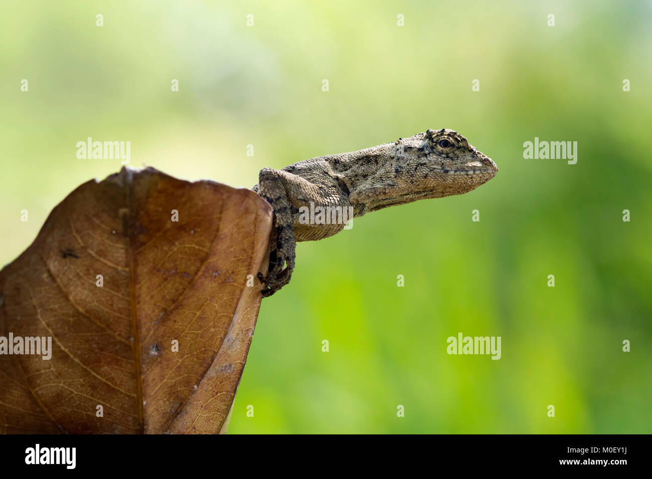 Side view of lizard head hi-res stock photography and images - Alamy