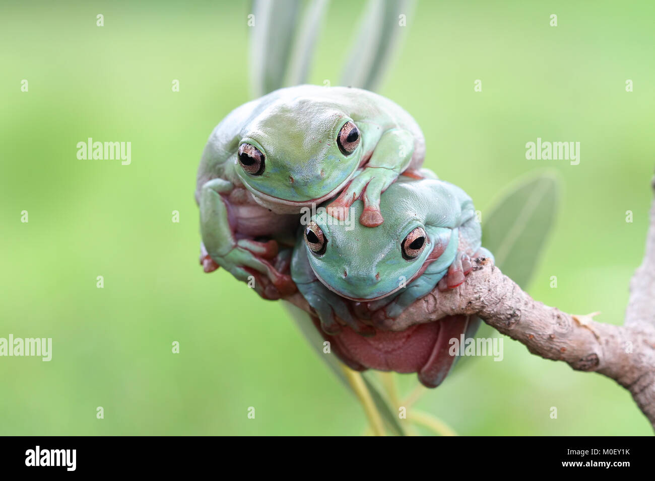 Two dumpy tree frogs on a branch, Indonesia Stock Photo - Alamy