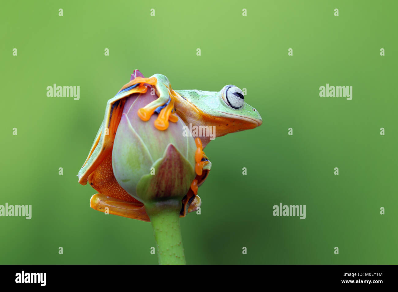 Flying tree frog on a flower bud Stock Photo - Alamy