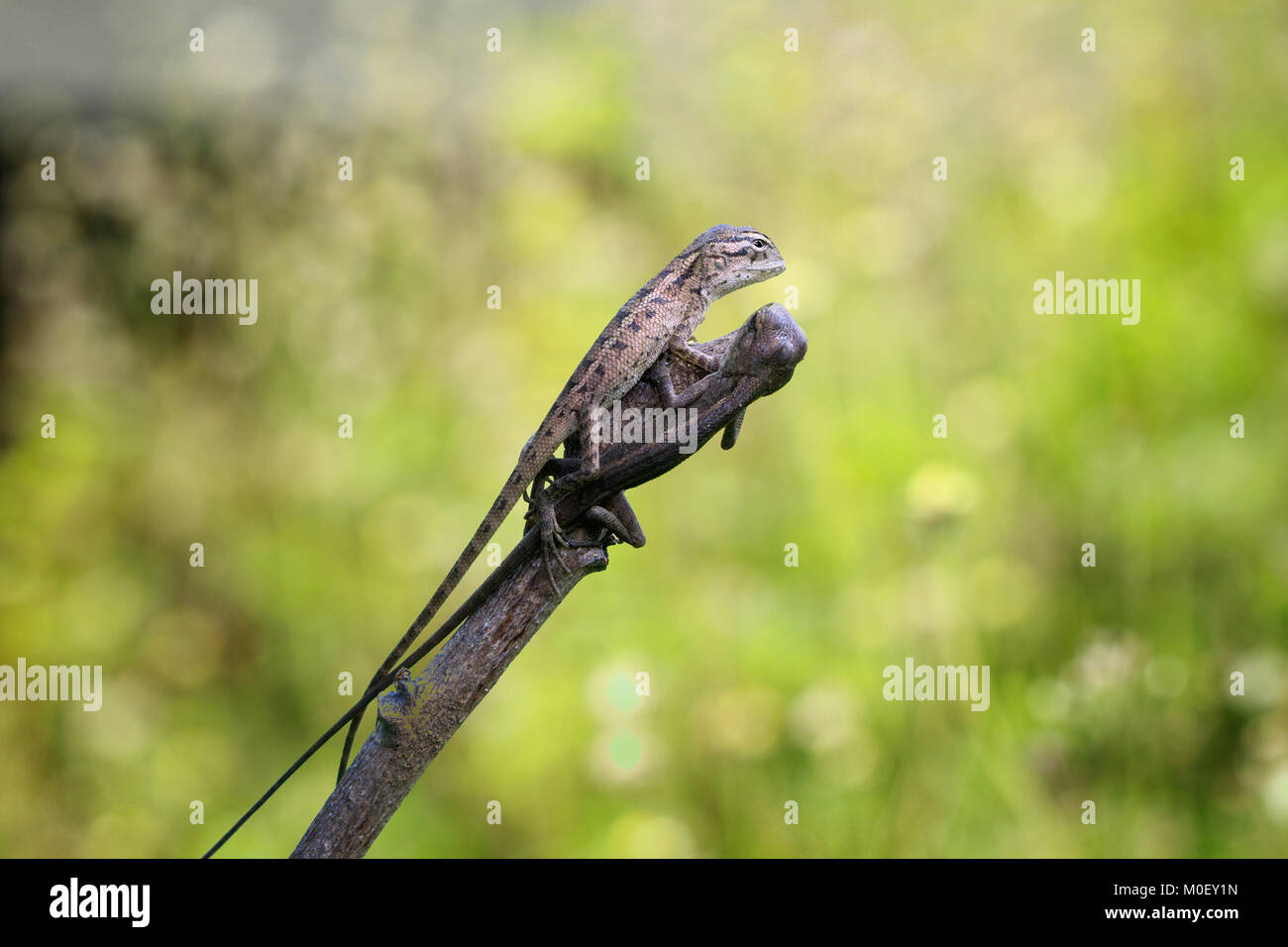 Two young lizards on a branch Stock Photo - Alamy