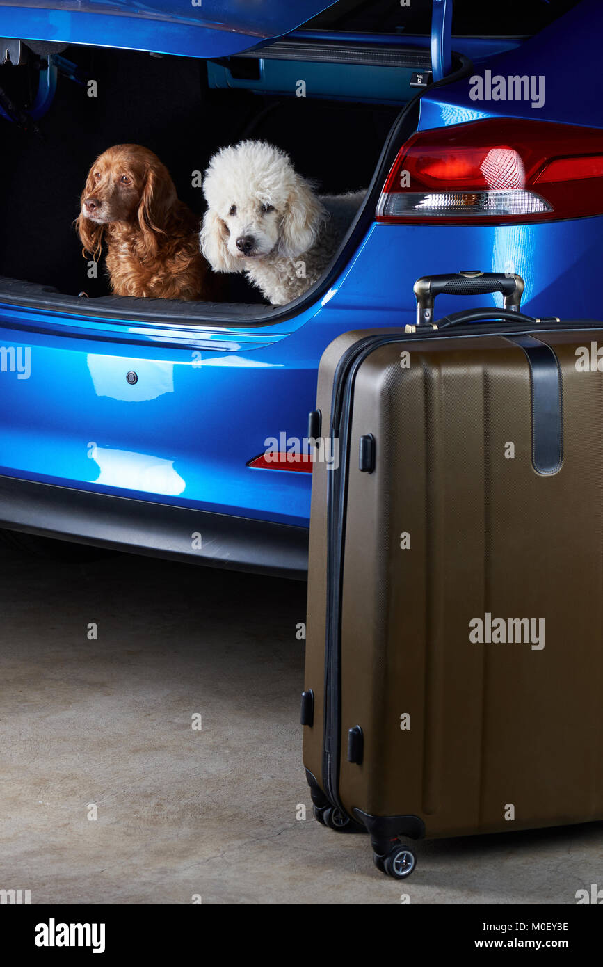 Pug In Car High Resolution Stock Photography and Images - Alamy