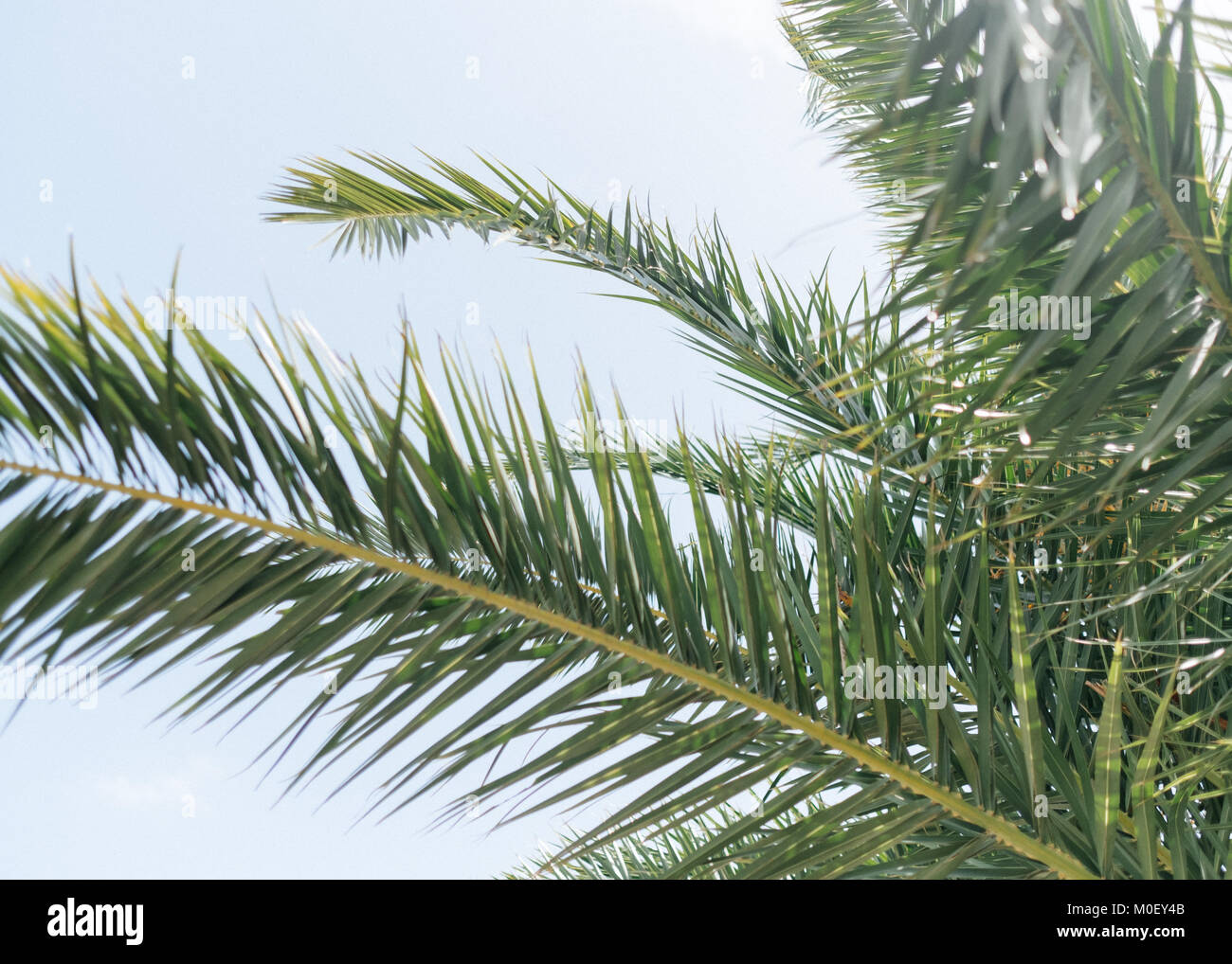 Low angle view of a frond on a palm tree Stock Photo - Alamy