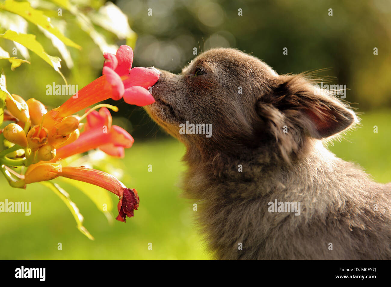 Chihuahua sniffing hi-res stock photography and images - Alamy