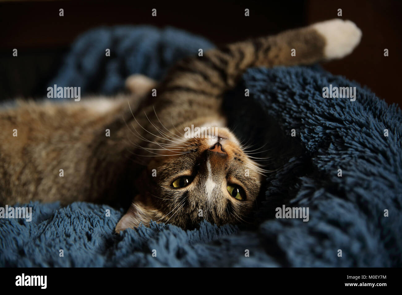 Back of a tabby cat hi-res stock photography and images - Alamy