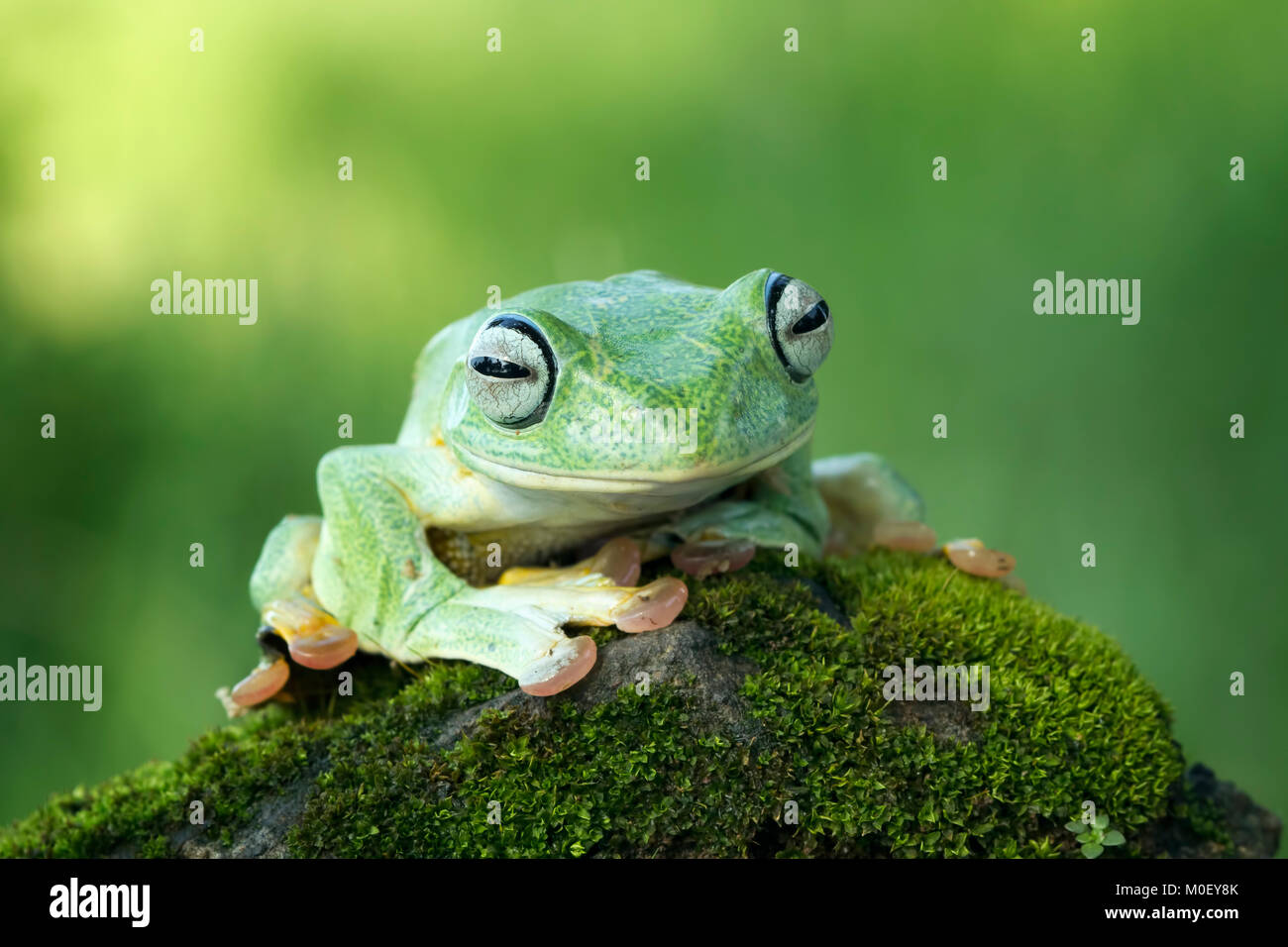 Green tree frog rock hi-res stock photography and images - Alamy