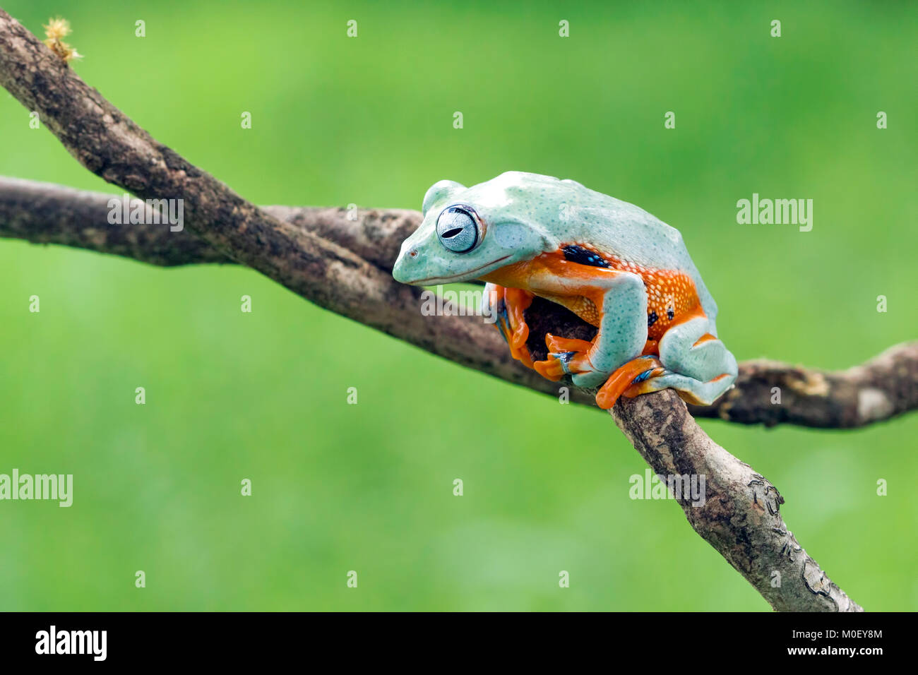 Javan tree frog on a branch Stock Photo - Alamy