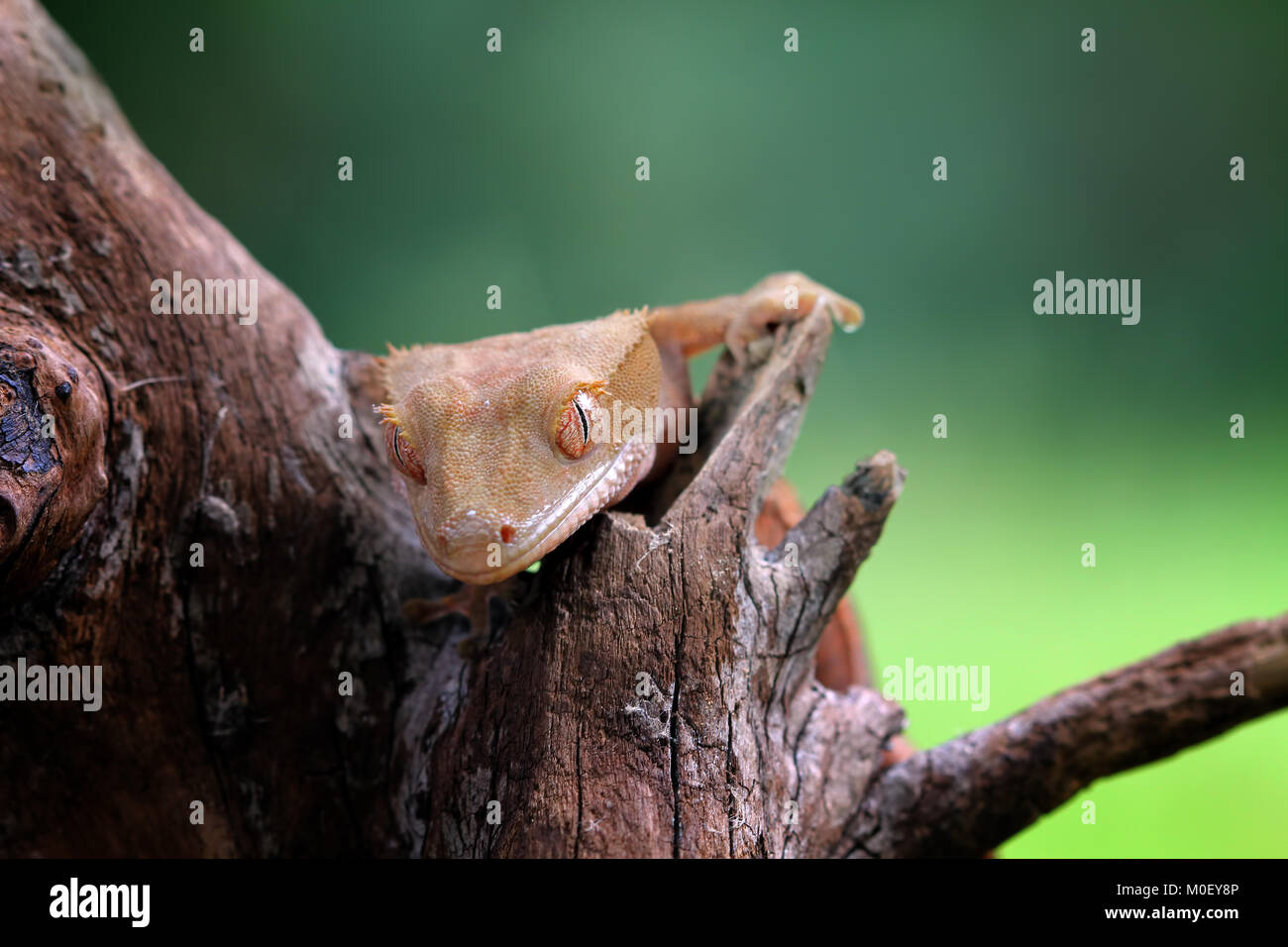 Crested gecko on a tree Stock Photo - Alamy