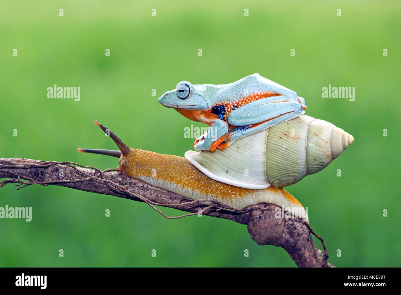 Tree frog sitting on a snail Stock Photo - Alamy