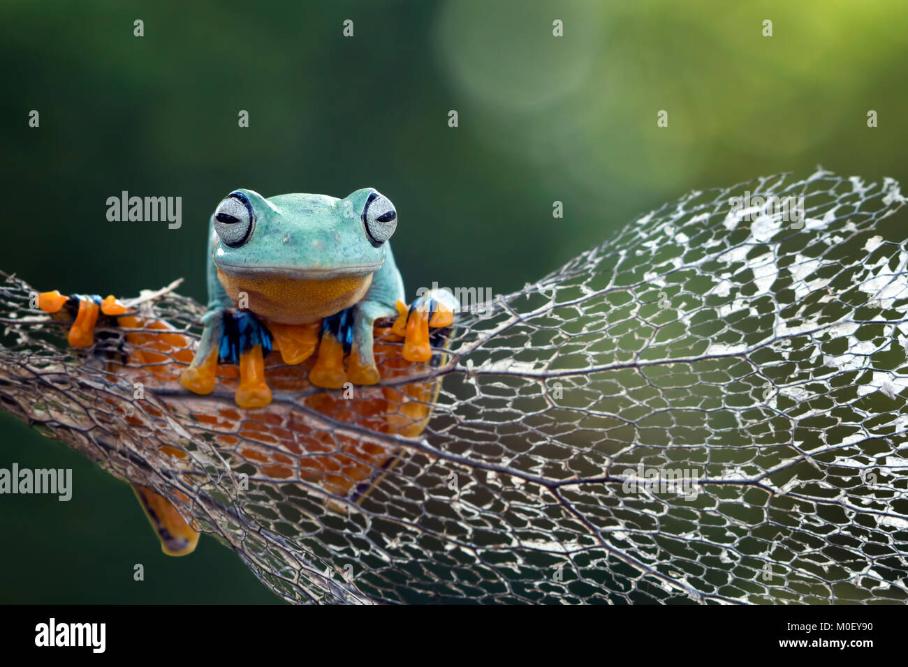 Javan Tree Frog High Resolution Stock Photography and Images - Alamy