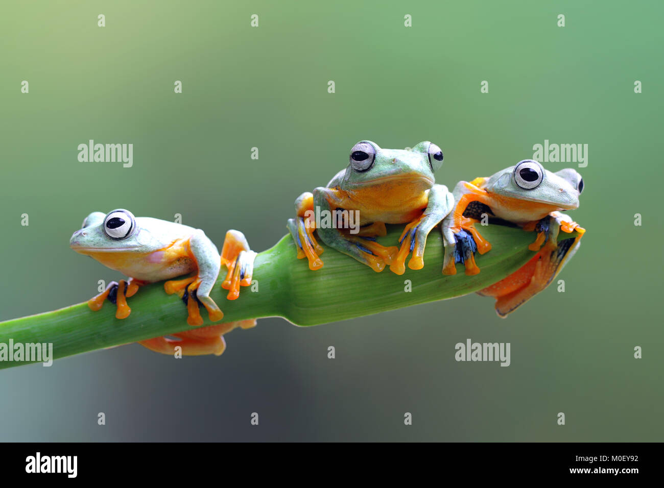 Three Javan tree frogs on a flower bud Stock Photo - Alamy