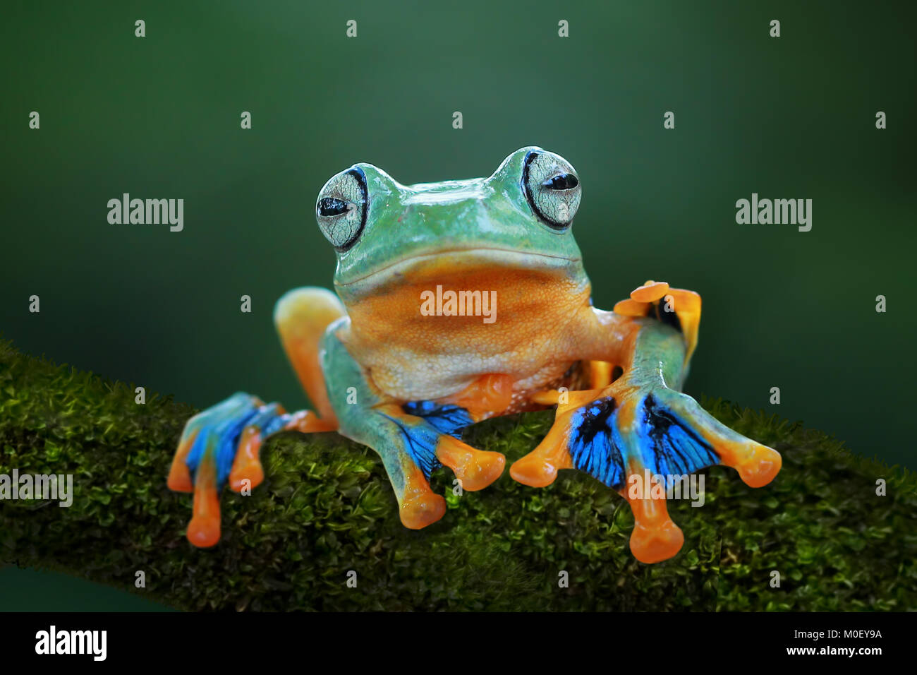 Portrait of a flying tree frog Stock Photo - Alamy