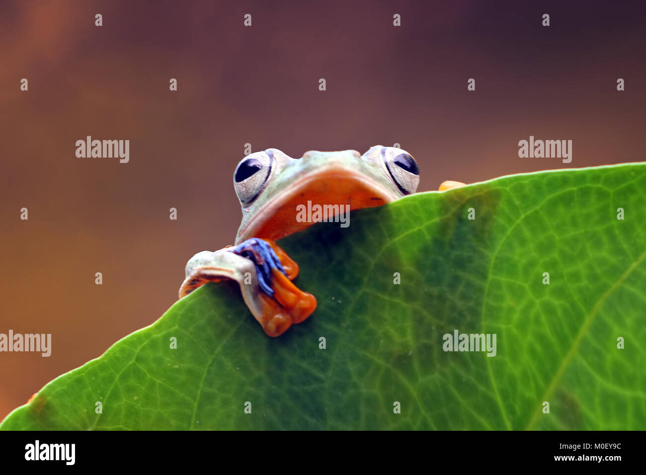 Flying tree frog hi-res stock photography and images - Alamy