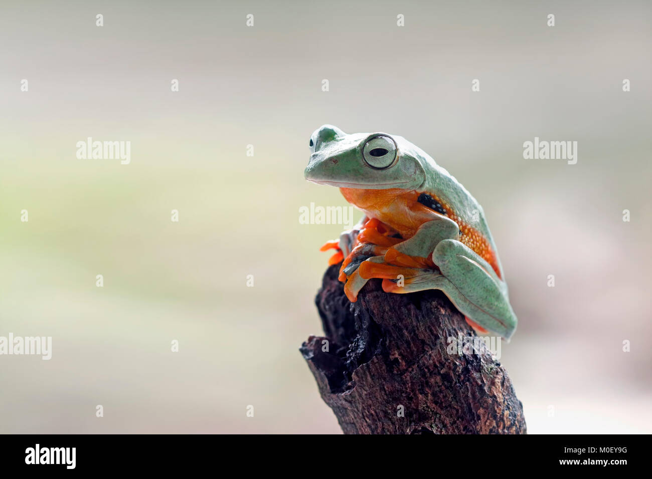 Javan tree frog on a branch Stock Photo - Alamy