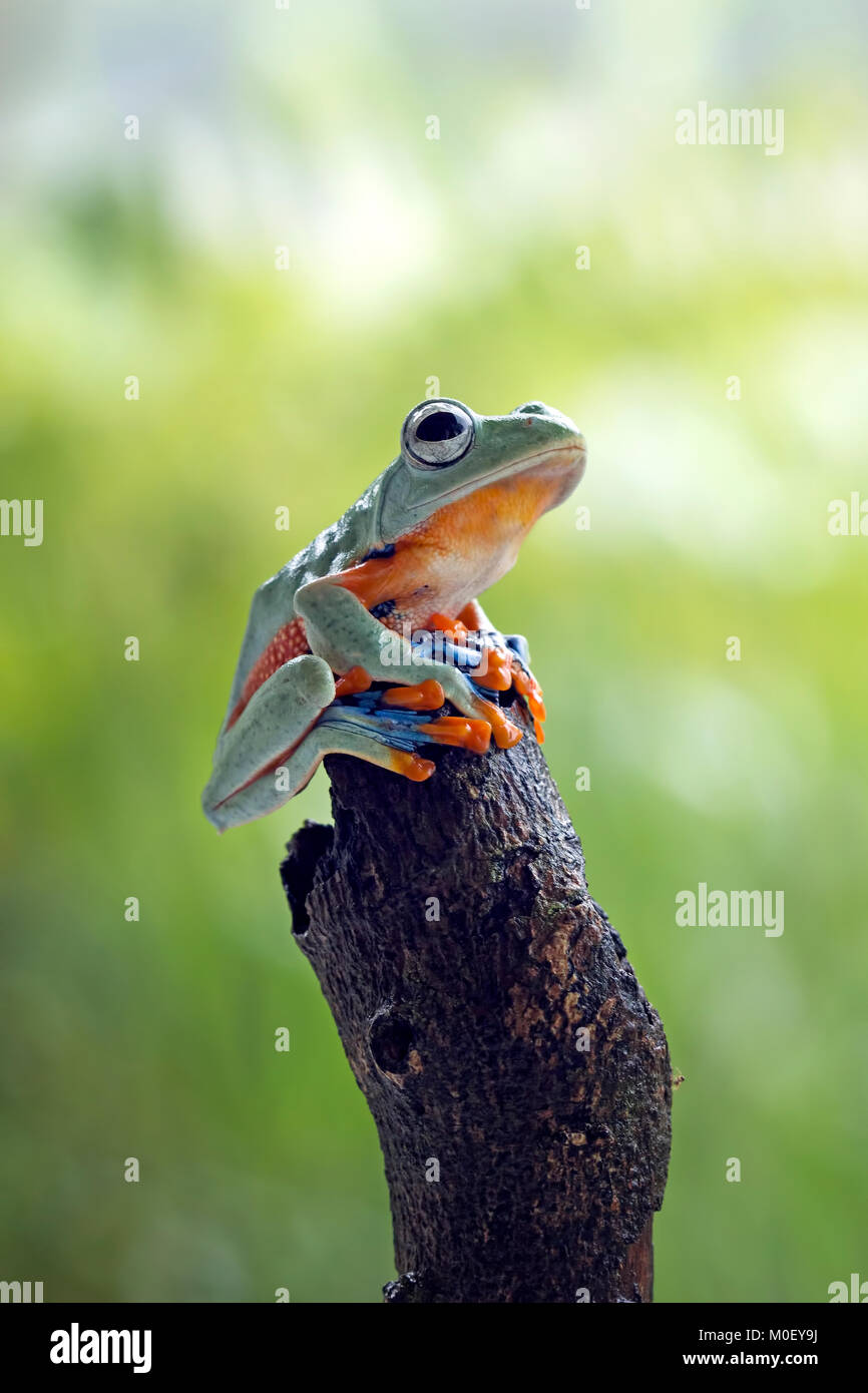 Javan tree frog on a branch Stock Photo - Alamy