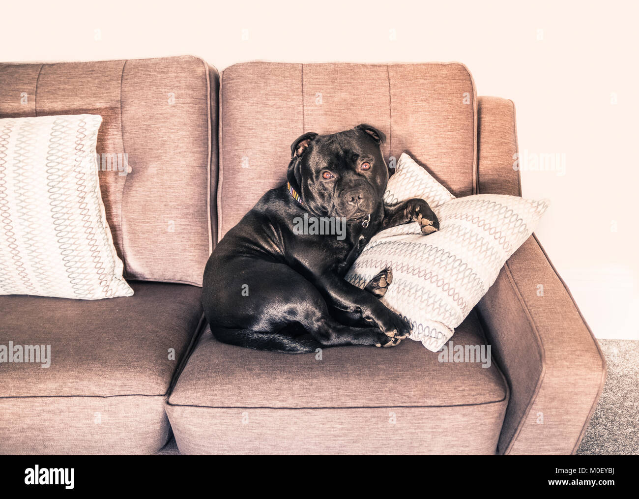 Dog curled up on the couch hi-res stock photography and images - Alamy