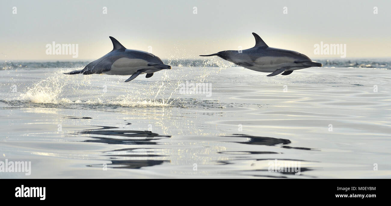 Dolphin, swimming in the ocean. Dolphin swim and jumping from the water ...