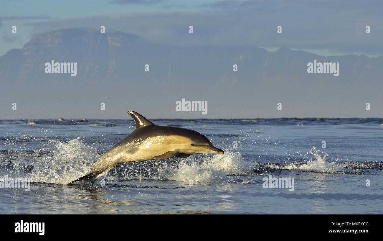 Dolphin, swimming in the ocean. Dolphin swim and jumping from the water ...