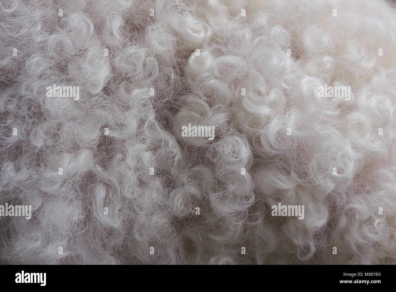 White fur texture hi-res stock photography and images - Alamy