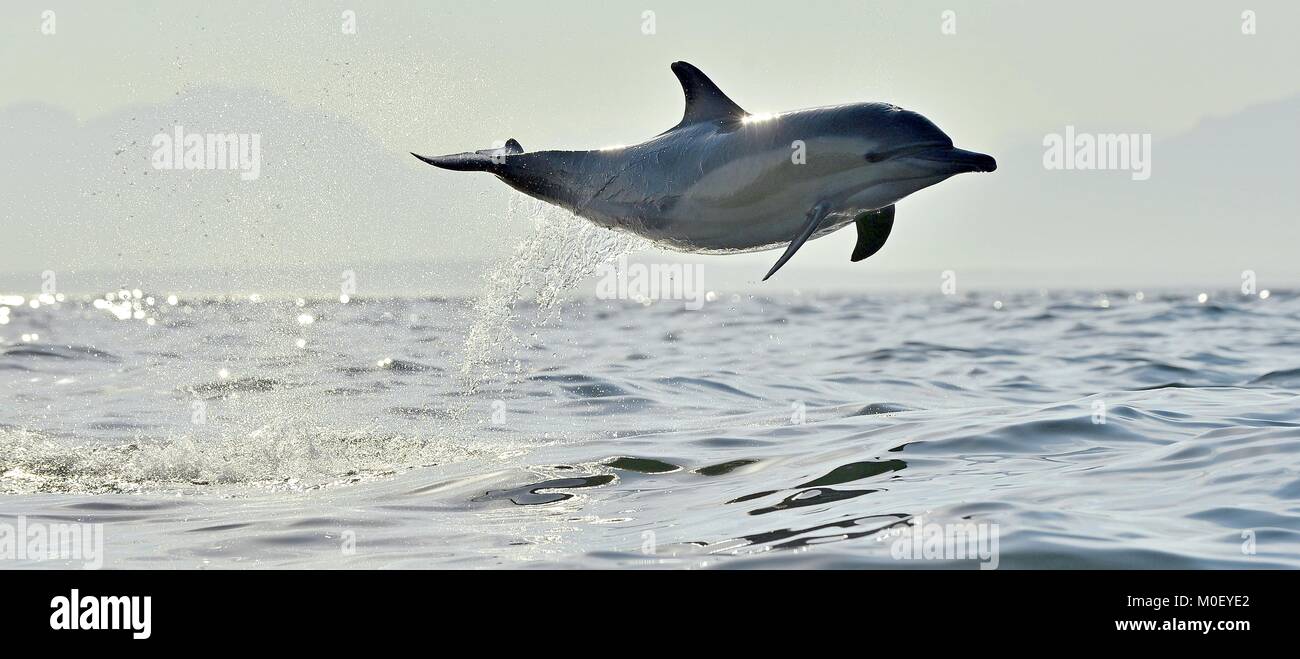 Dolphin, swimming in the ocean. Dolphin swim and jumping from the water ...