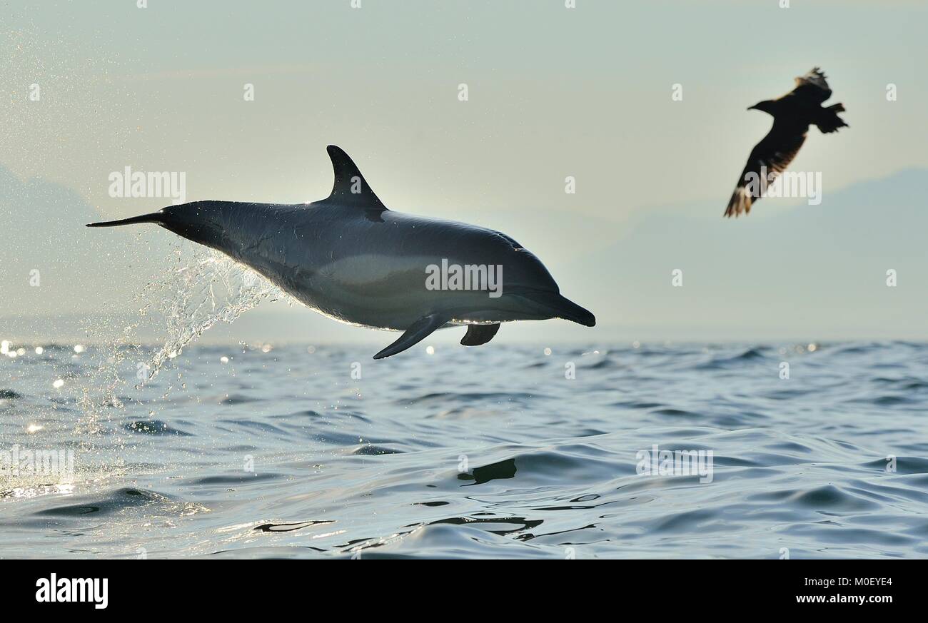 Dolphin, swimming in the ocean. Dolphin swim and jumping from the water ...