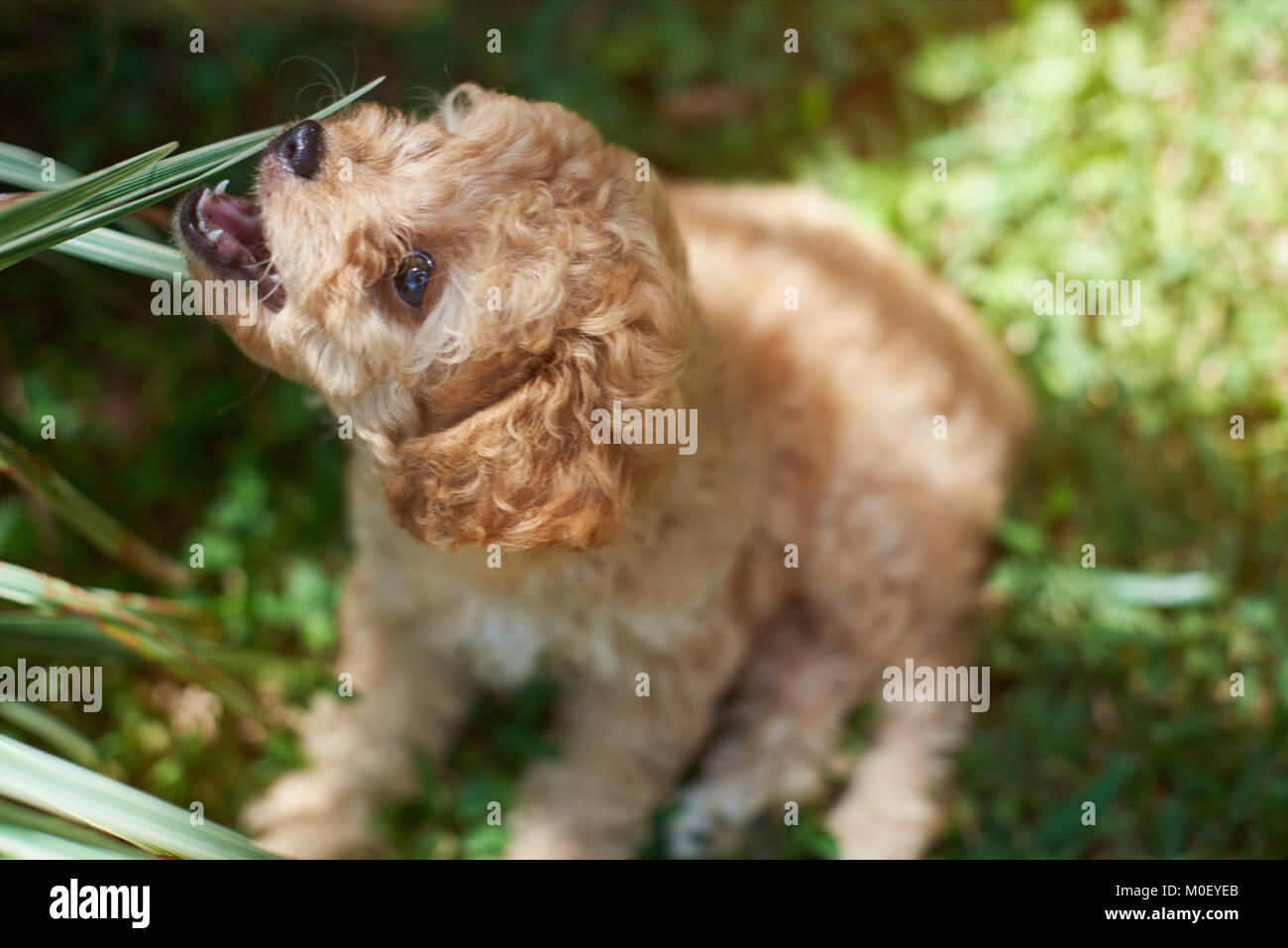 Playing small poodle puppy on green grass natural background Stock ...