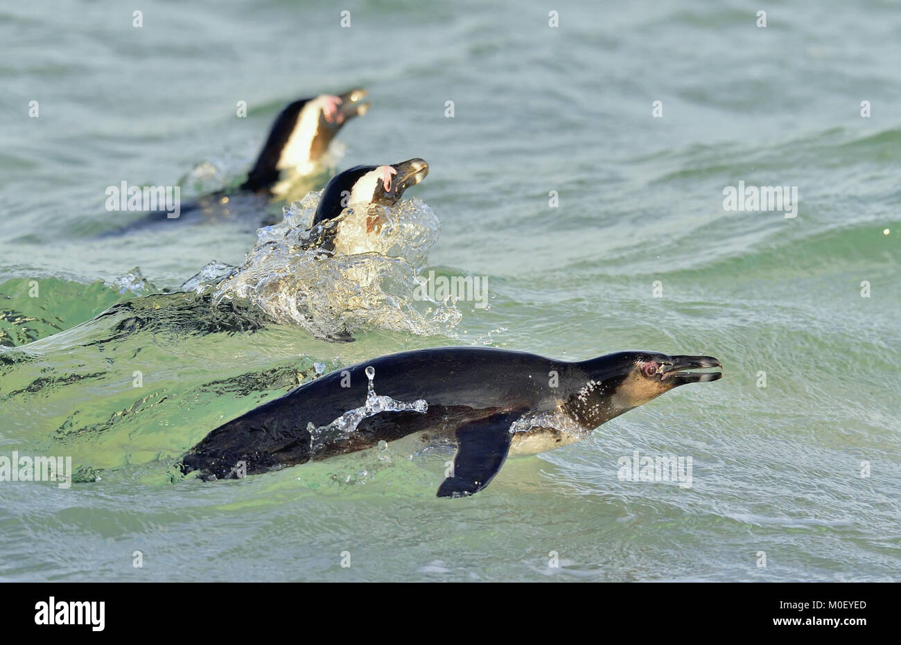 Swimming and jumping out of water African Penguin. The African penguin ...