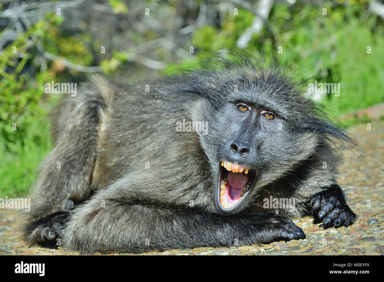 Chacma baboon teeth hi-res stock photography and images - Alamy