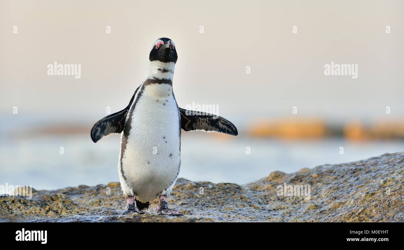 South african seashore hi-res stock photography and images - Alamy