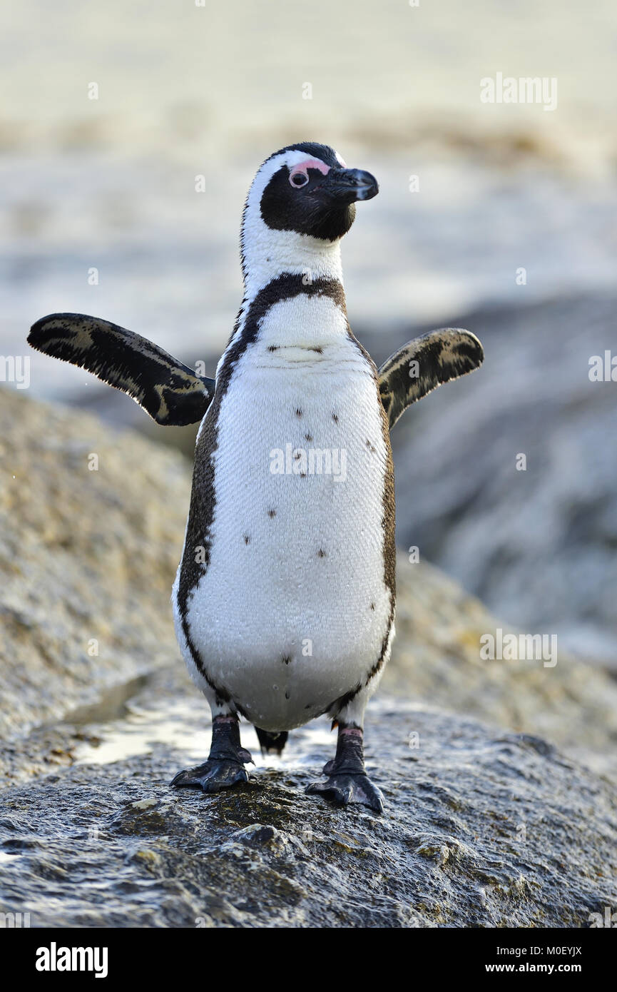 African Penguins on the seashore. African Penguins (Spheniscus demersus ...
