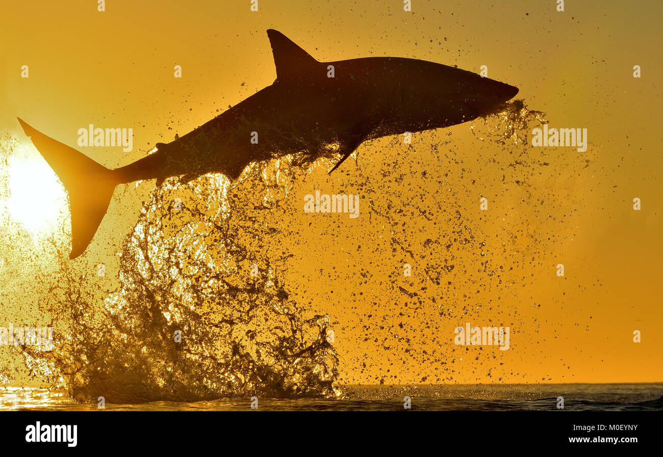 Great White Shark Jumping Wallpaper