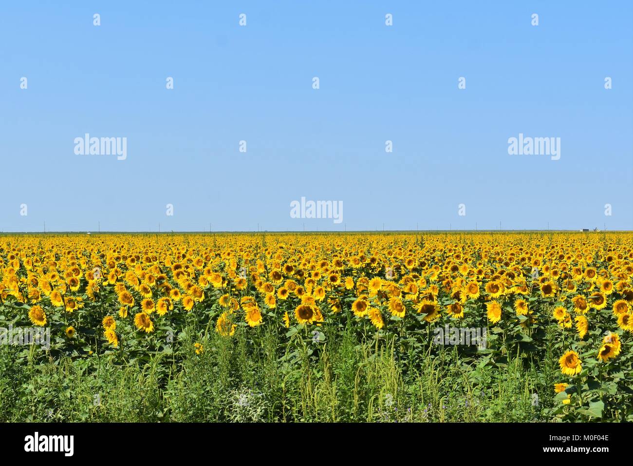 Big flower field hi-res stock photography and images - Alamy