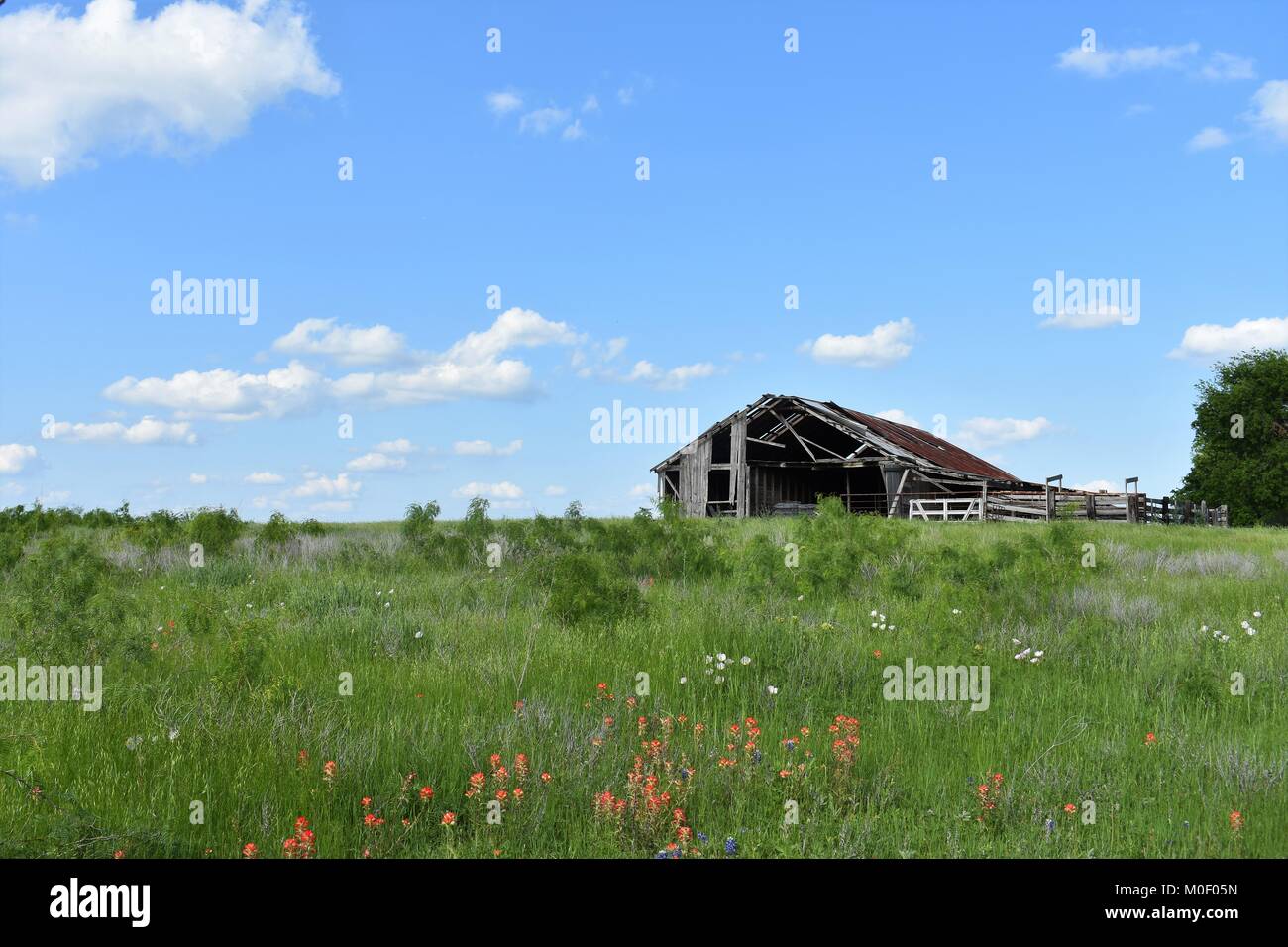 barn with wild flowers Stock Photo - Alamy