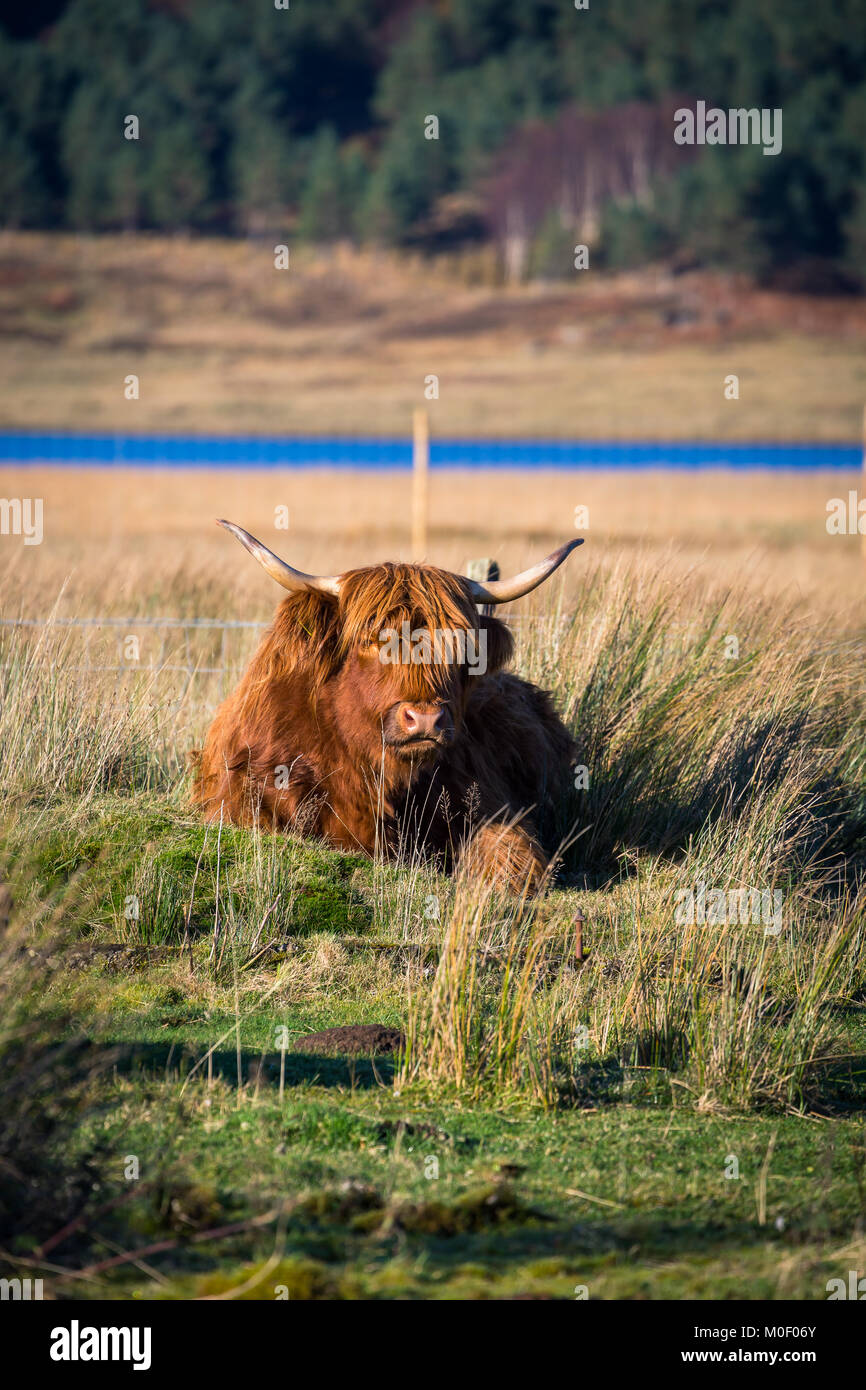 Highland cattle in Scottish countryside Stock Photo - Alamy