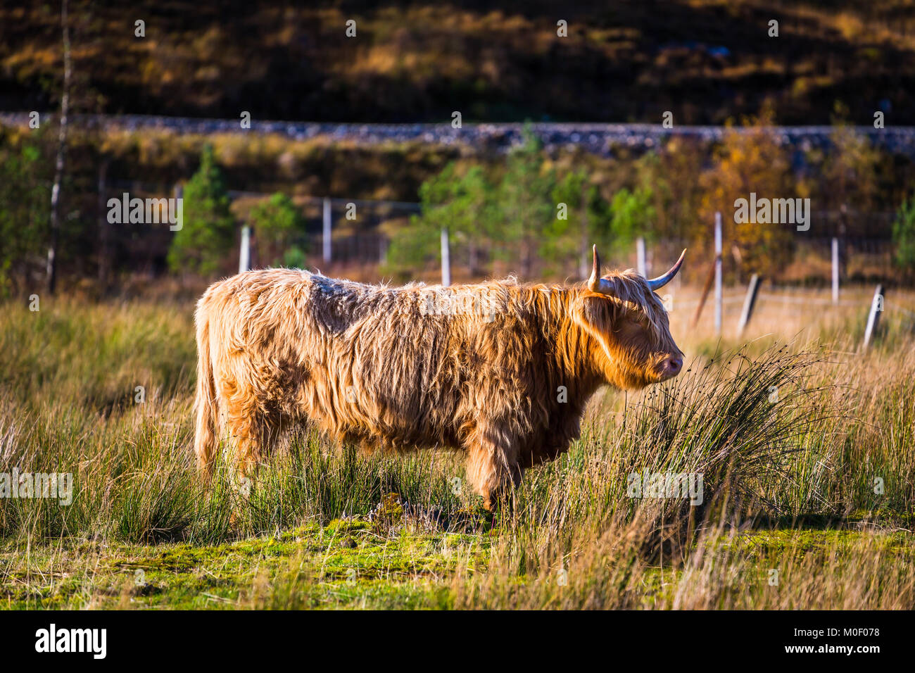 Scottish agriculture hi-res stock photography and images - Alamy