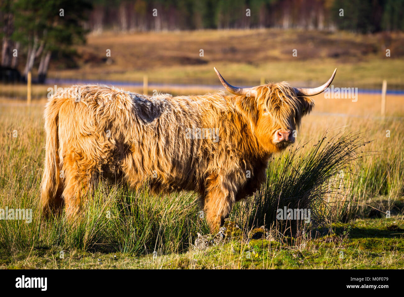 Scottish agriculture hi-res stock photography and images - Alamy