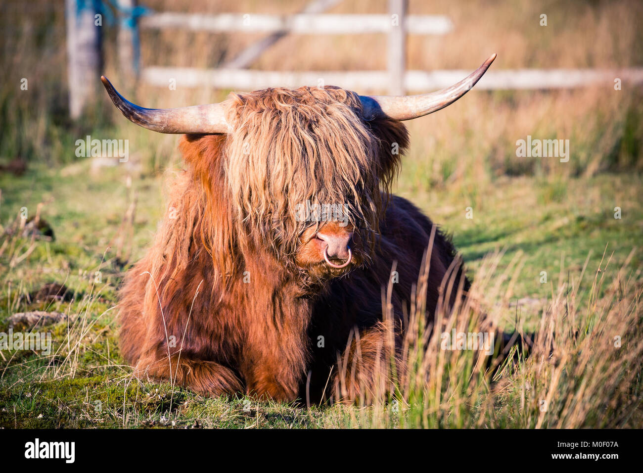 Scottish highland cattle grazing hi-res stock photography and images ...
