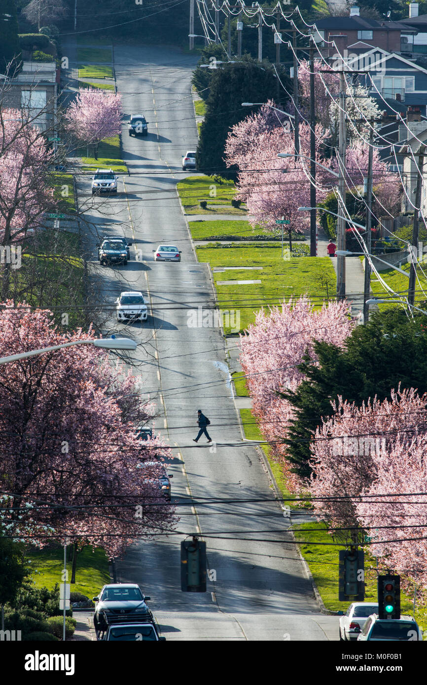 Seattle cherry blossoms hi-res stock photography and images - Alamy