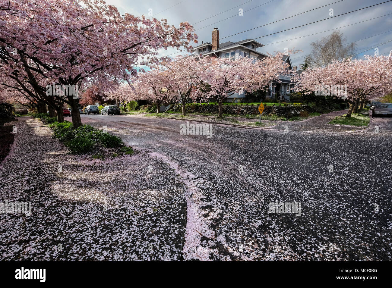 United States, Washington, Seattle, Cherry trees in bloom on Queen Anne ...
