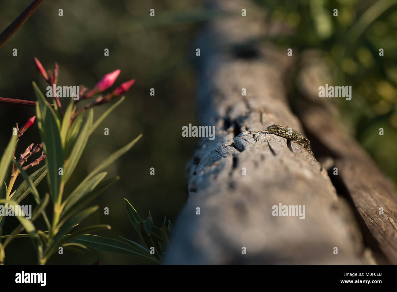 Rail lizard hi-res stock photography and images - Alamy