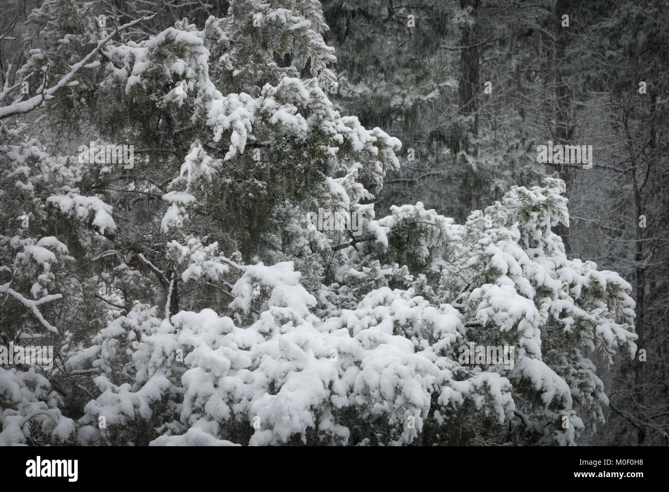 Snow laden trees Stock Photo - Alamy
