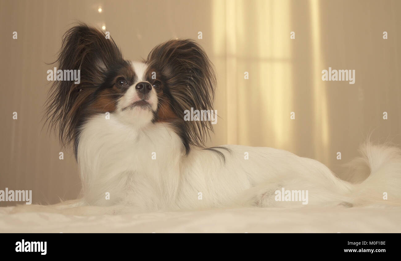 Young dog breeds Papillon Continental Toy Spaniel lies on bed Stock ...