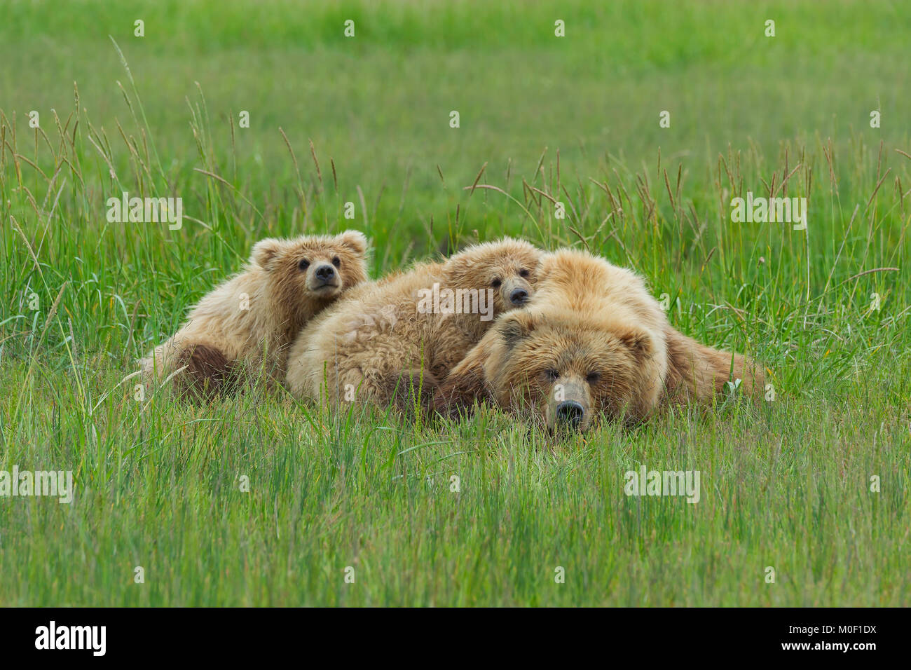 Bear family hi-res stock photography and images - Alamy