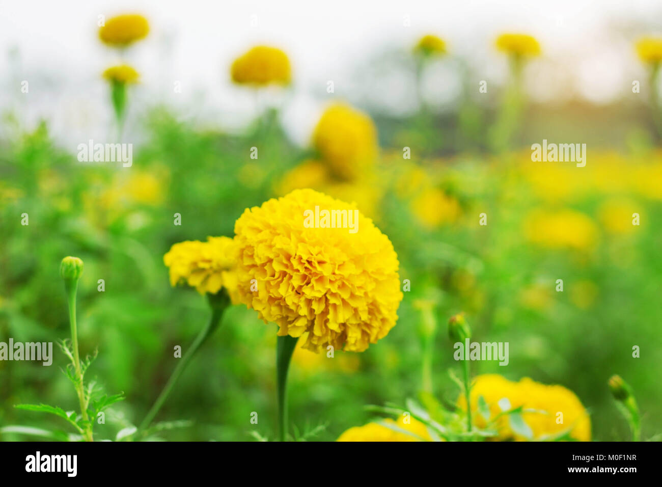 Marigold in garden with the beauty of nature Stock Photo - Alamy