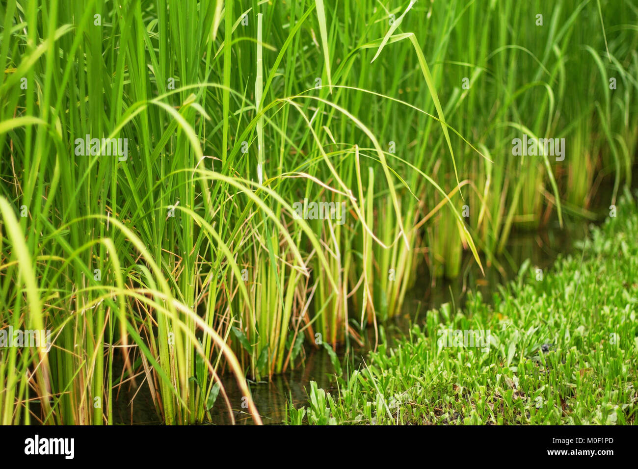 Rice growing on a field in rainy season Stock Photo - Alamy