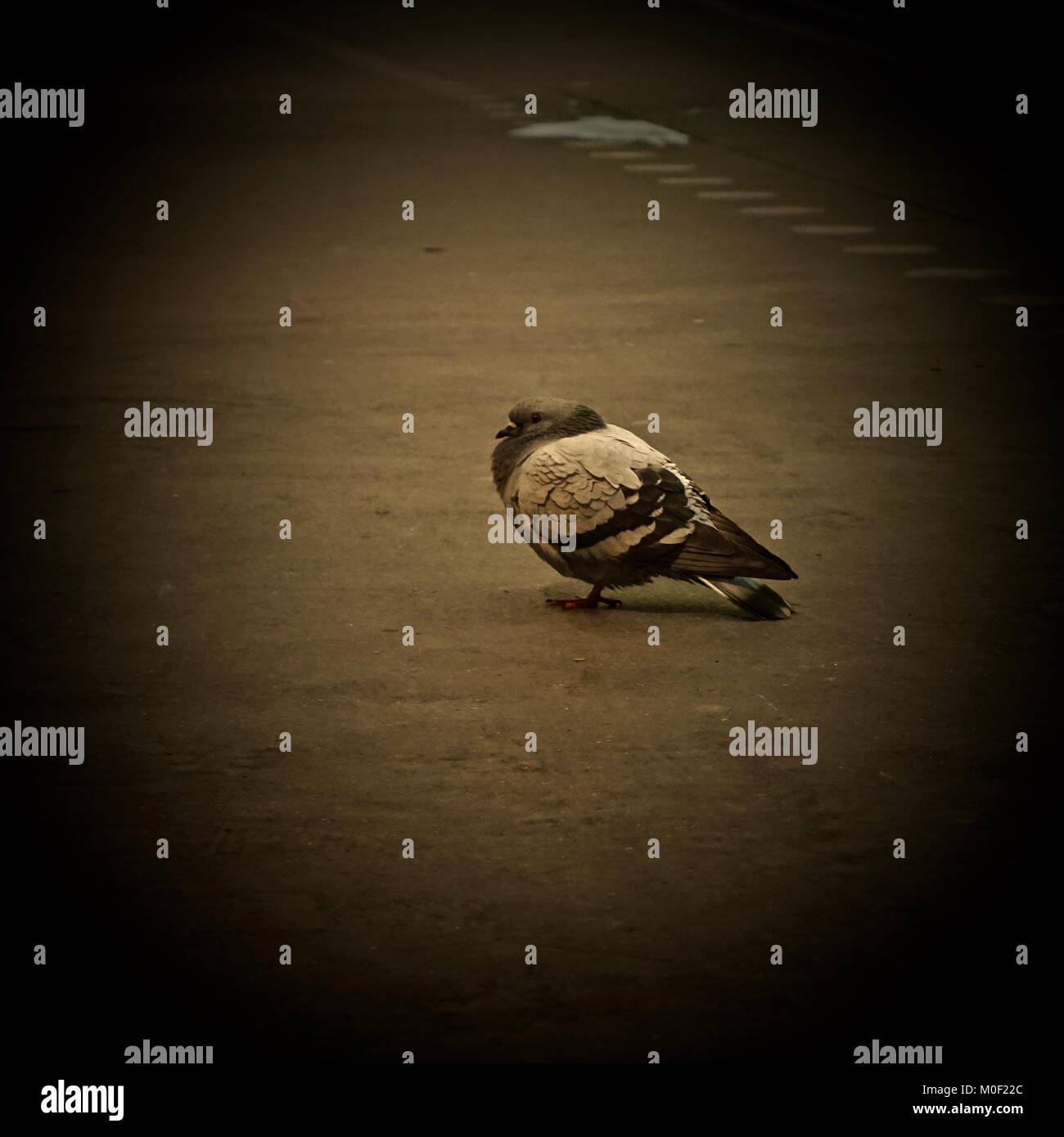 Pigeon flying snow hi-res stock photography and images - Alamy