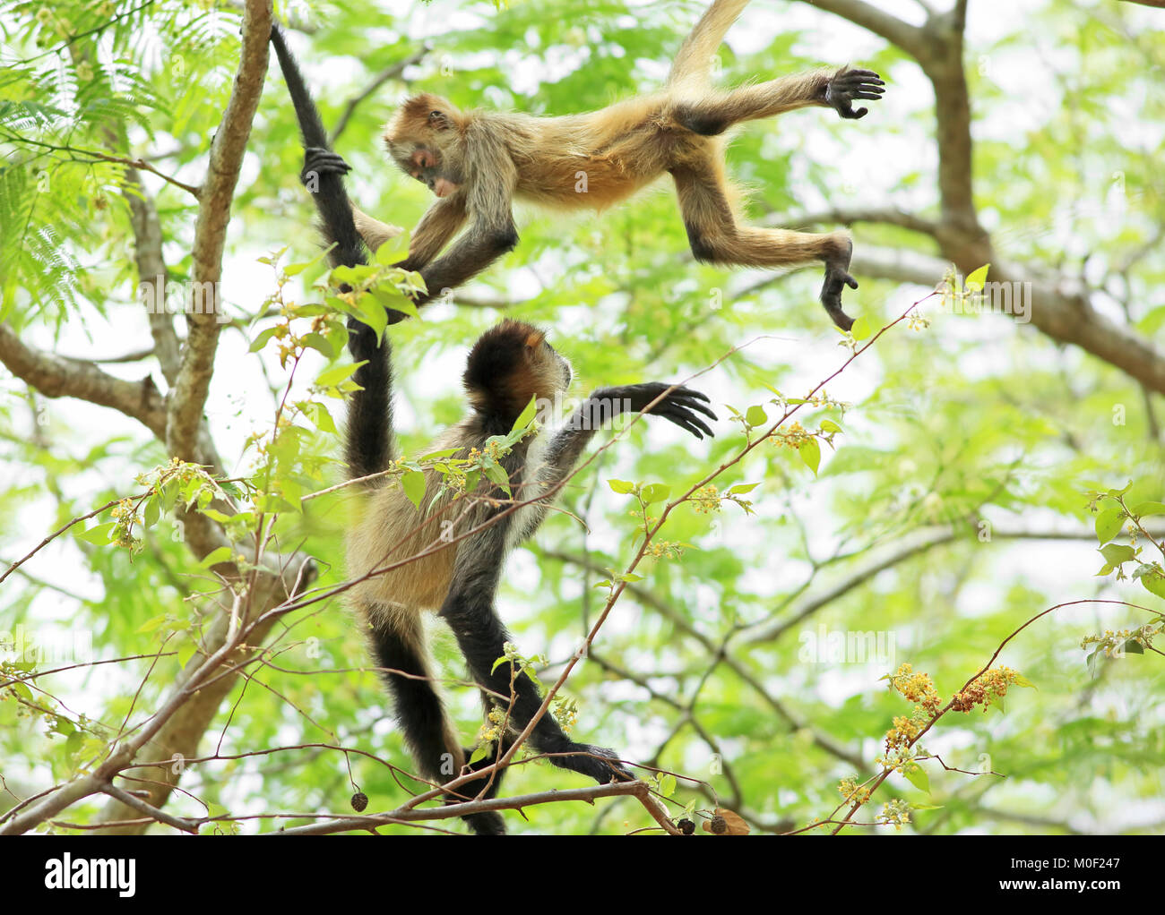 Costa rican spider monkey hi-res stock photography and images - Alamy
